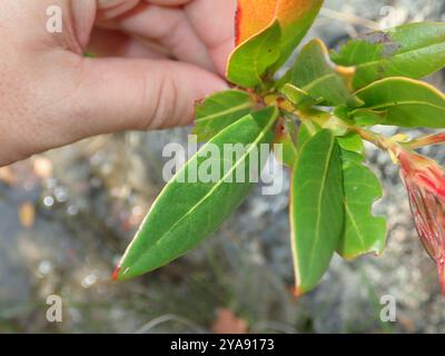 (Augusta longifolia) Plantae Stock Photo - Alamy
