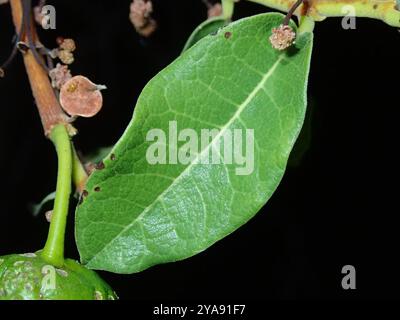 Mama Cadela (Brosimum gaudichaudii) Plantae Stock Photo - Alamy
