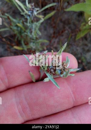 marsh cudweed (Gnaphalium uliginosum) Plantae Stock Photo - Alamy