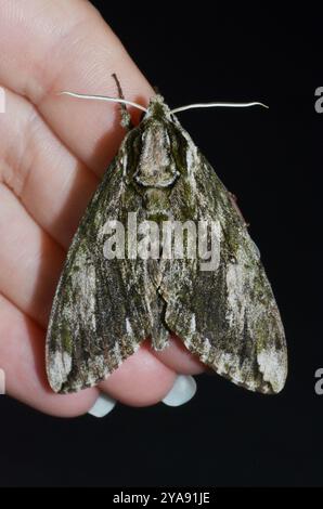 Hagen's Sphinx (Ceratomia hageni) Insecta Stock Photo - Alamy