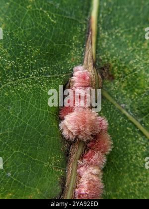 (Callirhytis piperoides) Insecta Stock Photo - Alamy