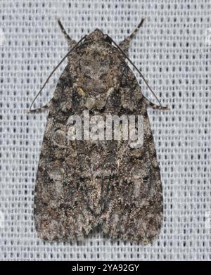 Hesitant Dagger (Acronicta modica) Insecta Stock Photo - Alamy