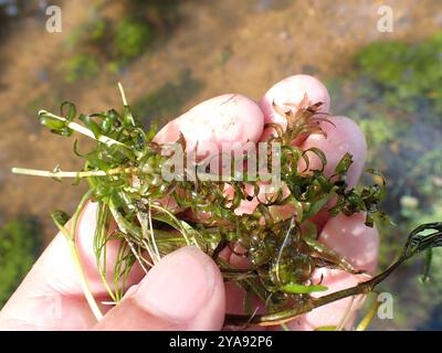 Nuttall's Waterweed (Elodea nuttallii), Plantae, London N17, UK Stock ...
