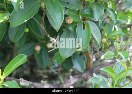 (Blakea gracilis) Plantae Stock Photo - Alamy