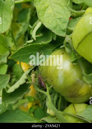 Conchuela Bug (Chlorochroa ligata), Insecta, Eighth Ave, New ...