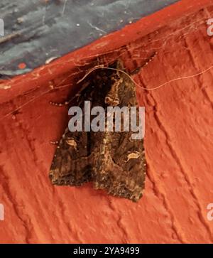 Kidney-spotted Rustic Moth (Helotropha reniformis) Insecta Stock Photo ...