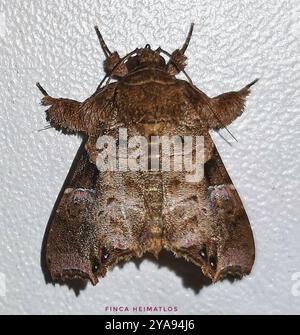 Fern Moths (Callopistria) Insecta Stock Photo - Alamy
