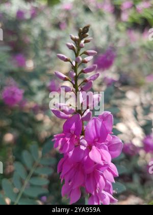 Australian Indigo (Indigofera australis) Plantae Stock Photo - Alamy