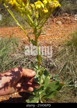 Woolly Grassveld Ragwort (Senecio coronatus) Plantae Stock Photo - Alamy