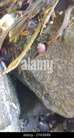 Rough Periwinkle (Littorina saxatilis) Mollusca Stock Photo - Alamy