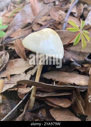 Blue Meanies (Panaeolus cyanescens) Fungi Stock Photo - Alamy