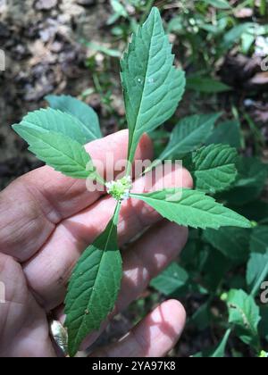 northern bugleweed (Lycopus uniflorus) Plantae Stock Photo - Alamy