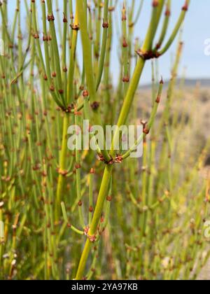 Green Ephedra (Ephedra viridis) Plantae Stock Photo - Alamy
