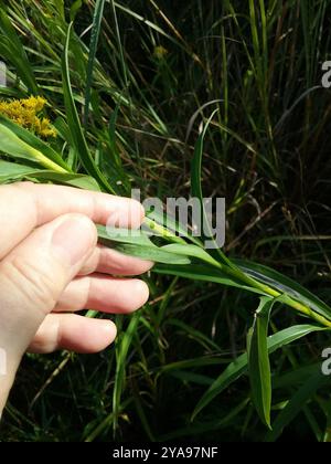 Riddell's goldenrod (Solidago riddellii), Plantae, Erie County, OH, USA ...