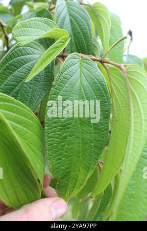 pepper plants (Piper) Plantae Stock Photo - Alamy