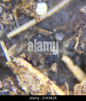 (Podospora anserina) Fungi Stock Photo - Alamy