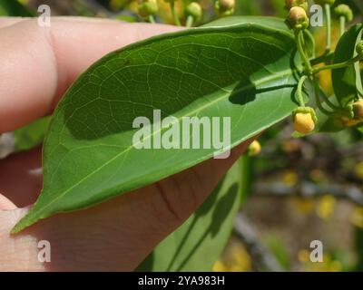 (Diplopterys pubipetala) Plantae Stock Photo - Alamy