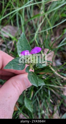 Branched Foldwing (Dicliptera brachiata) Plantae Stock Photo - Alamy