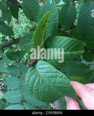 Black Walnut Petiole Gall Mite (Aceria caulis) Arachnida Stock Photo ...