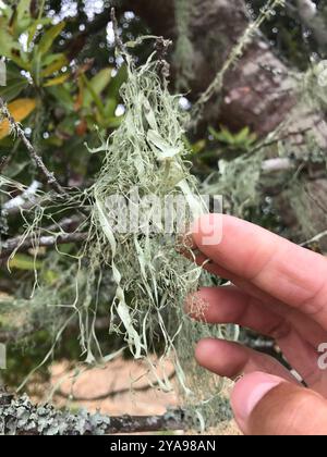 lace lichen (Ramalina menziesii) Fungi Stock Photo - Alamy