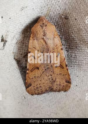 Beaded Chestnut (Agrochola lychnidis) Insecta Stock Photo - Alamy