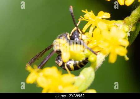 Bramble Mason Wasp (Ancistrocerus adiabatus) Insecta Stock Photo - Alamy