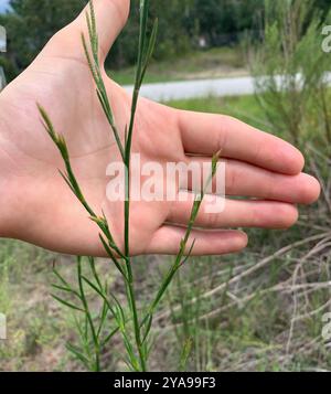 Sandhill wireweed (Polygonella robusta), Plantae, Duette, Polygonum ...