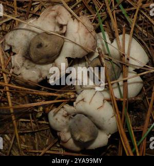 rounded earthstar (Geastrum saccatum) Fungi Stock Photo - Alamy