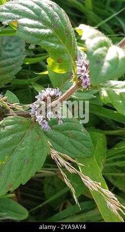 corn mint (Mentha arvensis) Plantae Stock Photo - Alamy