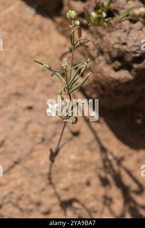 pinks, cactuses, and allies (Caryophyllales) Plantae Stock Photo - Alamy