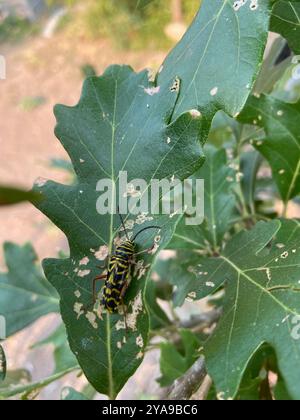 Locust Borer (Megacyllene robiniae) Insecta Stock Photo - Alamy