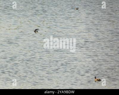 White-rumped Swallow (Tachycineta leucorrhoa) Aves Stock Photo - Alamy