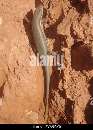 Variable Skink (Trachylepis varia) Reptilia Stock Photo - Alamy
