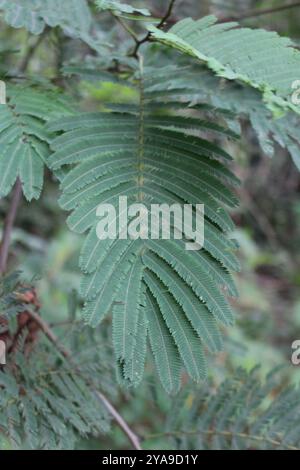 tree calliandra (Calliandra houstoniana) Plantae Stock Photo - Alamy
