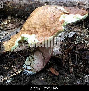 lilac bolete (Boletus separans) Fungi Stock Photo - Alamy