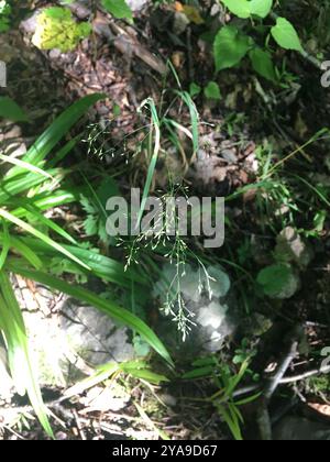 Perennial Bentgrass (Agrostis perennans), Plantae, Harnett County, US ...