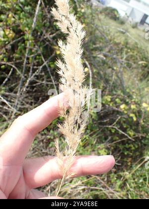 Bushgrass (Calamagrostis epigejos) Plantae Stock Photo - Alamy