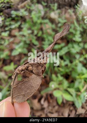 (Neuroterus quercusirregularis) Insecta Stock Photo - Alamy