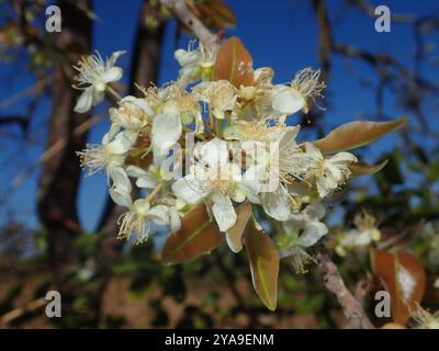 Cagaita (Eugenia dysenterica) Plantae Stock Photo - Alamy
