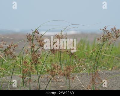 Purple nutsedge (Cyperus rotundus) Plantae Stock Photo - Alamy