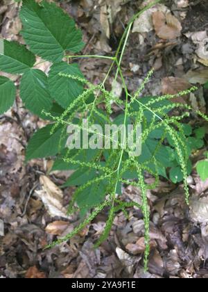 Goatsbeard (Aruncus dioicus) Plantae Stock Photo - Alamy