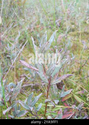 Downy Willow (Salix lapponum), Plantae, Городищенский р-н, Пензенская ...