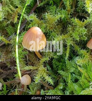 Moss Bell (Galerina hypnorum) Fungi Stock Photo - Alamy