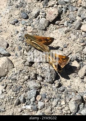 Sandhill Skipper (Polites sabuleti) Insecta Stock Photo - Alamy