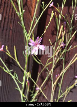 panicled willowherb (Epilobium brachycarpum), Plantae, Custer Gallatin ...
