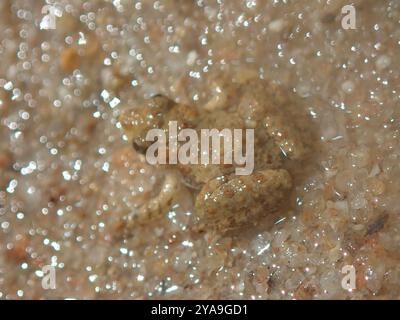 Canga Swamp Frog (Pseudopaludicola canga) Amphibia Stock Photo - Alamy