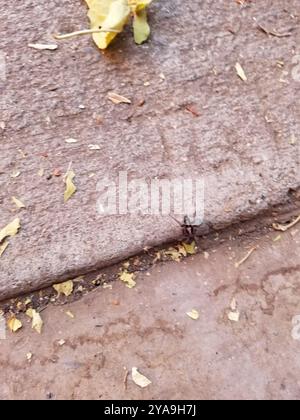 Western Parson Spider (Herpyllus propinquus) Arachnida Stock Photo - Alamy