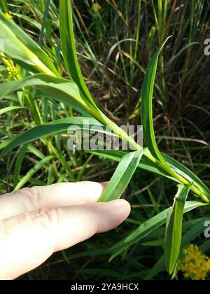 Riddell's goldenrod (Solidago riddellii), Plantae, Stuartburn, MB R0A ...