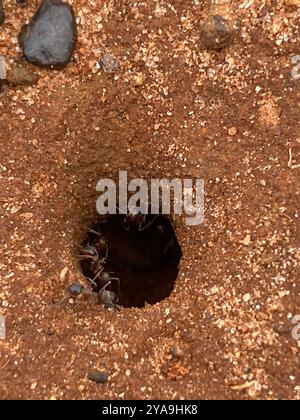Pyramid Ants (Dorymyrmex) Insecta Stock Photo - Alamy