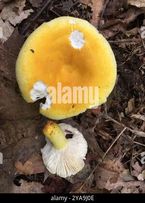 (Russula flavida) Fungi Stock Photo - Alamy